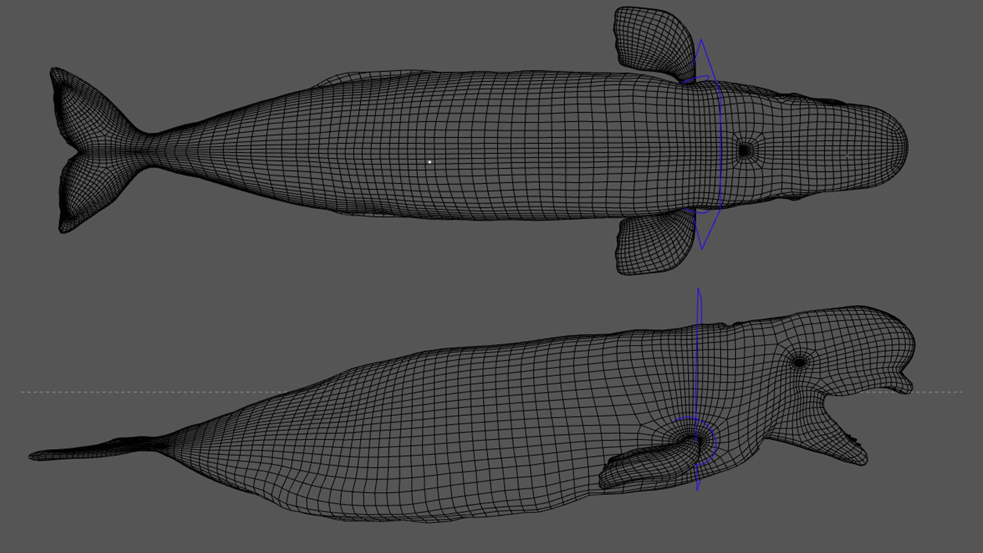 3D Beluga Whale - PBR - Rigged Model - TurboSquid 2214849