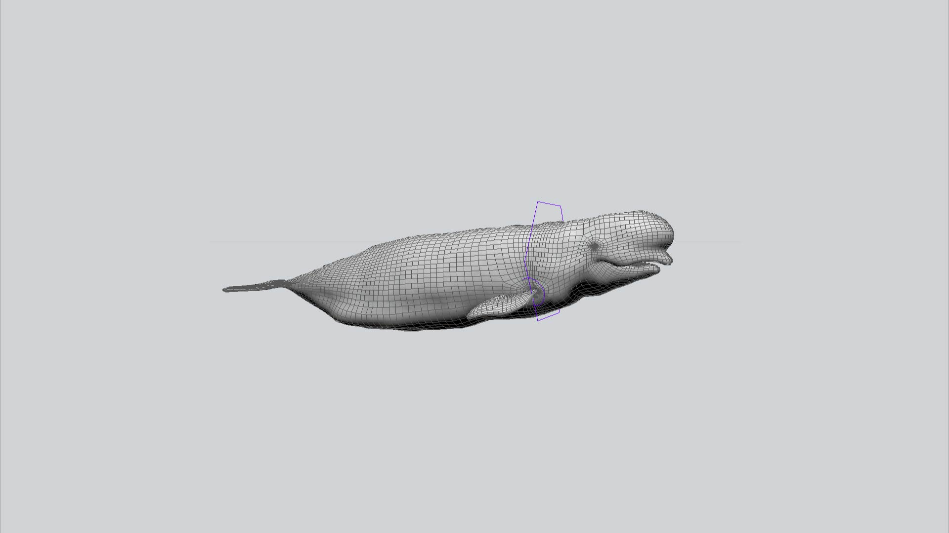 3D Beluga Whale - PBR - Rigged Model - TurboSquid 2214849