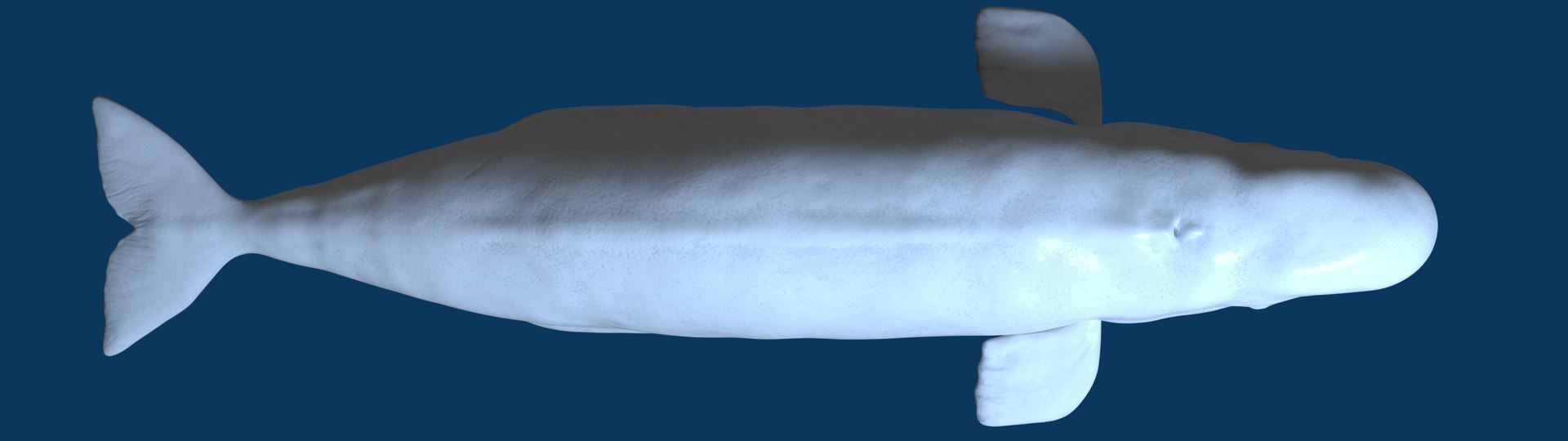 3D Beluga Whale - PBR - Rigged Model - TurboSquid 2214849
