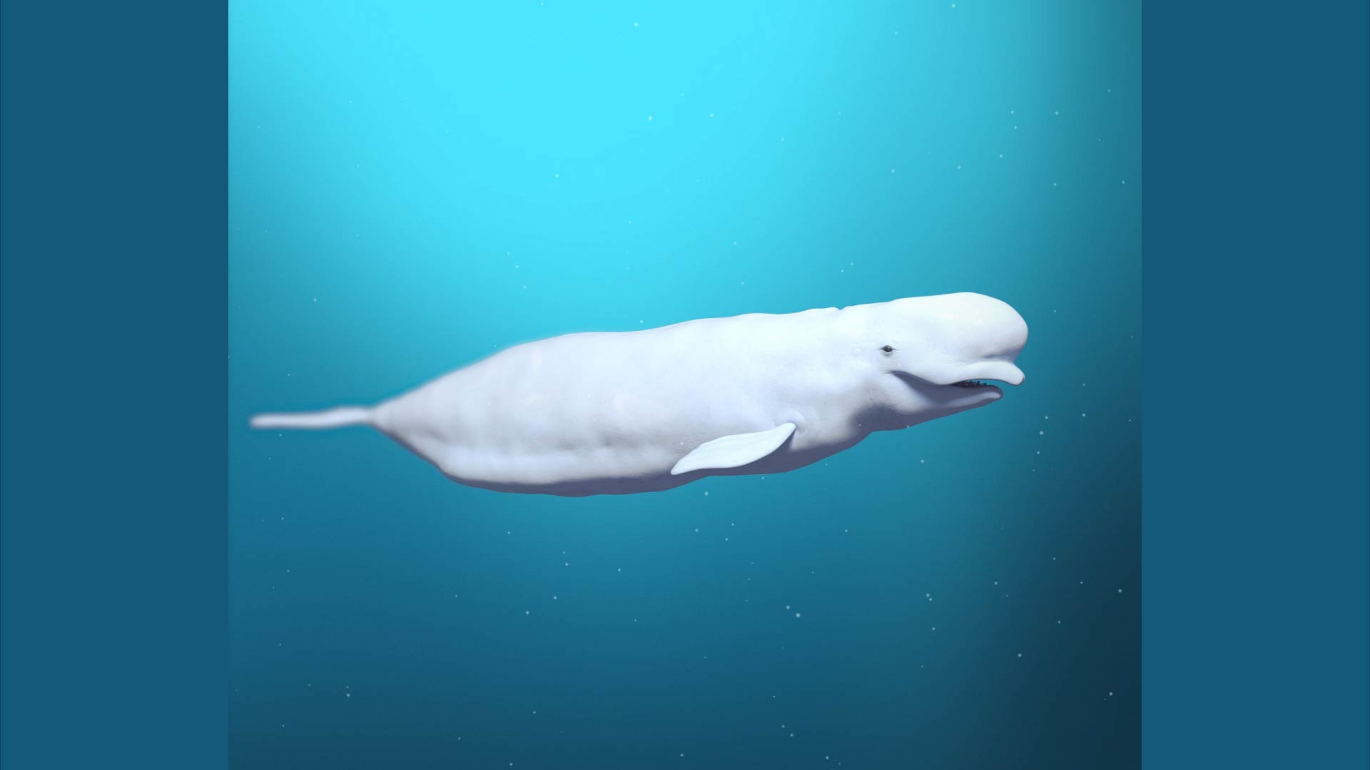 3D Beluga Whale - PBR - Rigged Model - TurboSquid 2214849