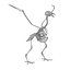3d Model Pigeon Skeleton