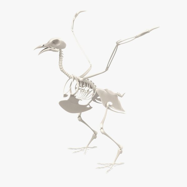 toad skeleton 3d model