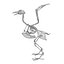 3d Model Pigeon Skeleton