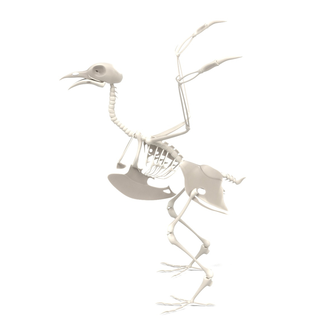 3d Model Pigeon Skeleton