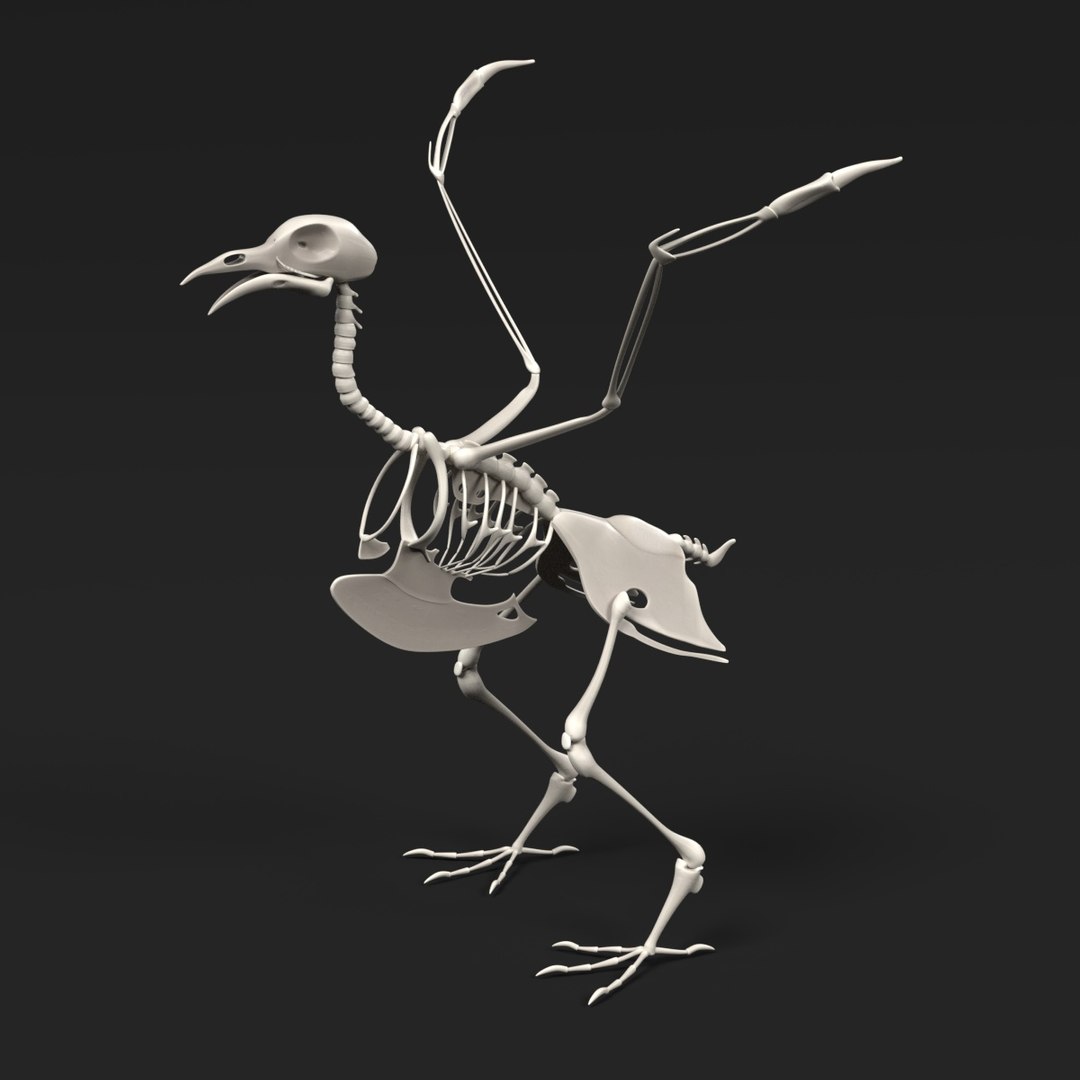 3d Model Pigeon Skeleton