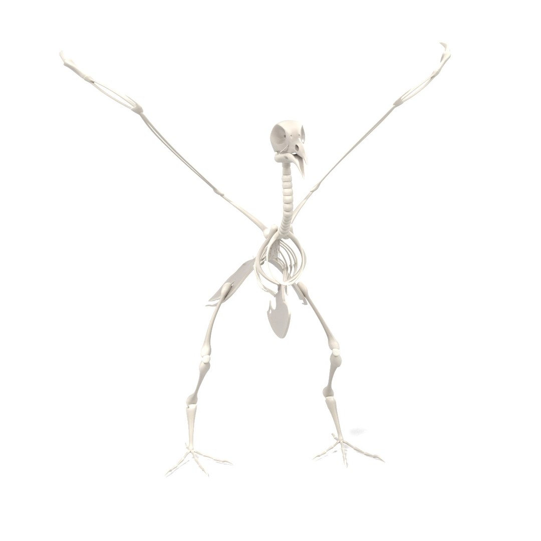 3d Model Pigeon Skeleton