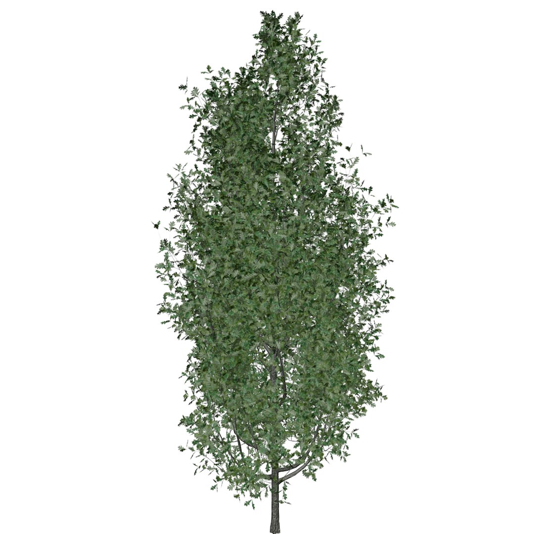 3D Cypress Oak Tree Collection - TurboSquid 2378975