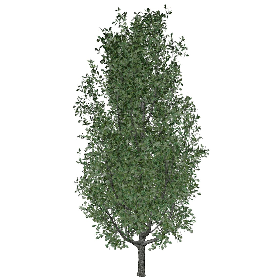 3D Cypress Oak Tree Collection - TurboSquid 2378975