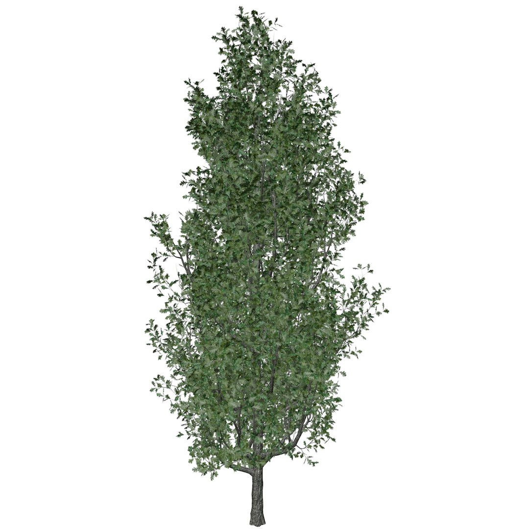 3D Cypress Oak Tree Collection - TurboSquid 2378975