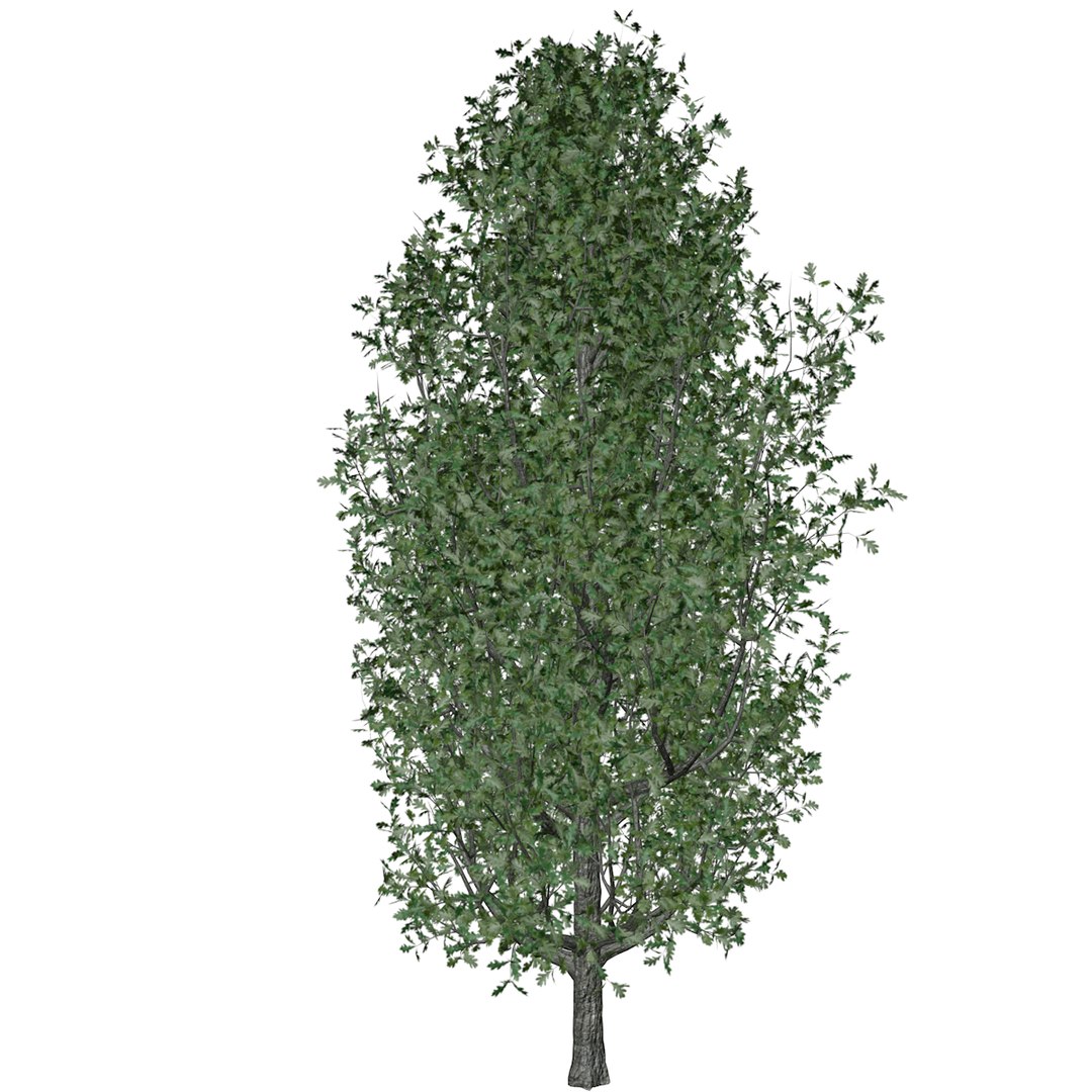 3D Cypress Oak Tree Collection - TurboSquid 2378975
