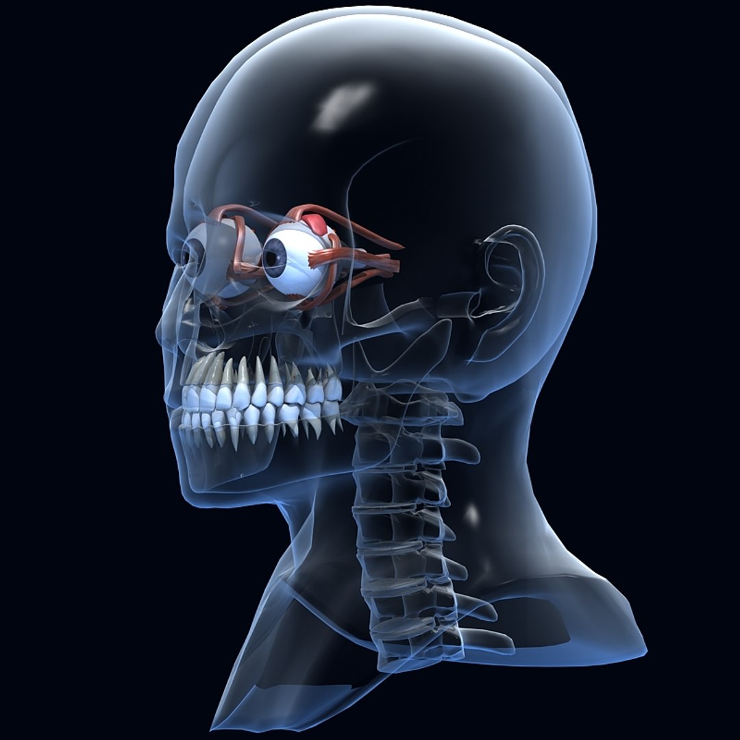 3d Skull Anatomy Model