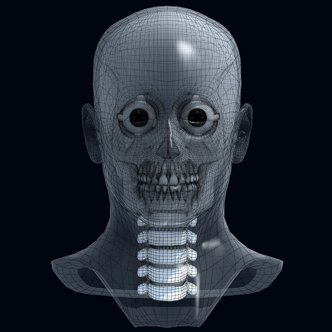 3d Skull Anatomy Model