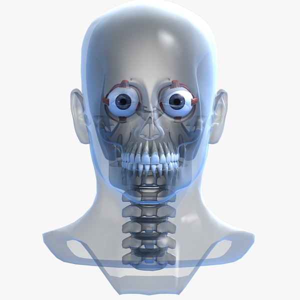 3d skull anatomy model