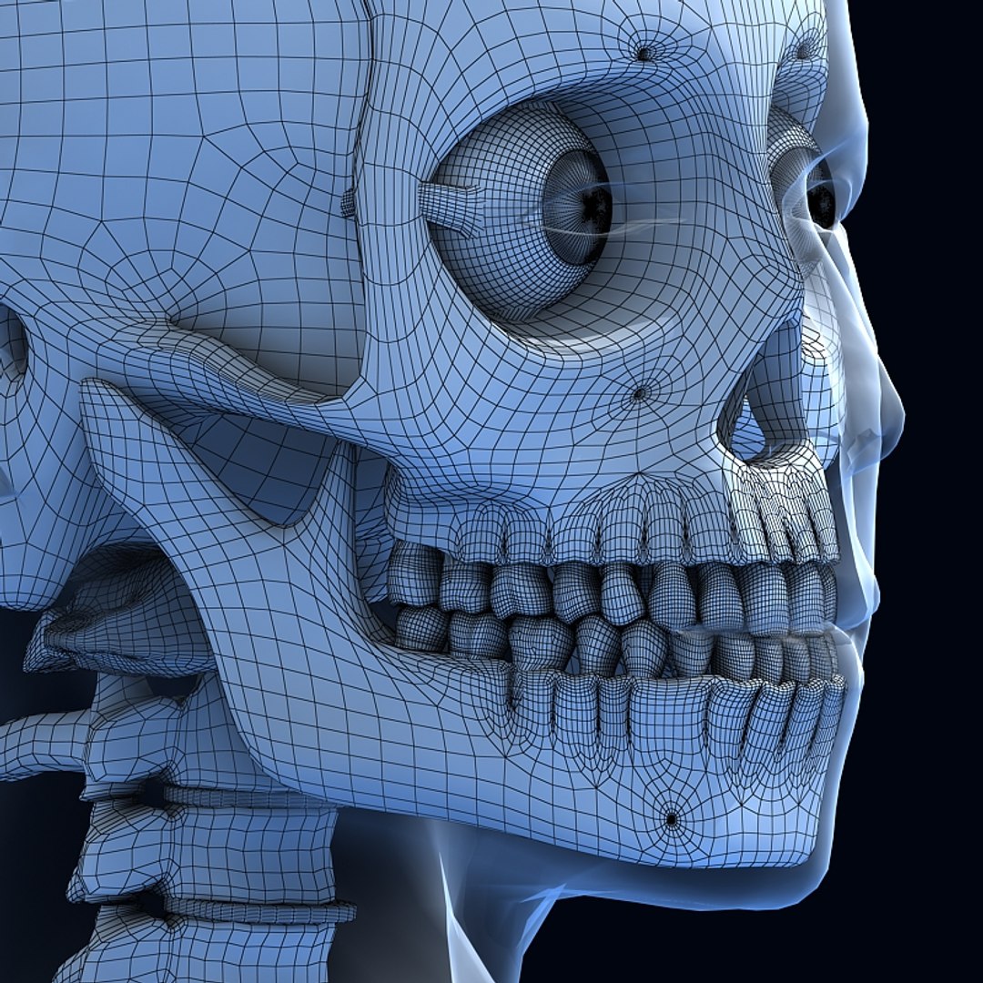 3d Skull Anatomy Model