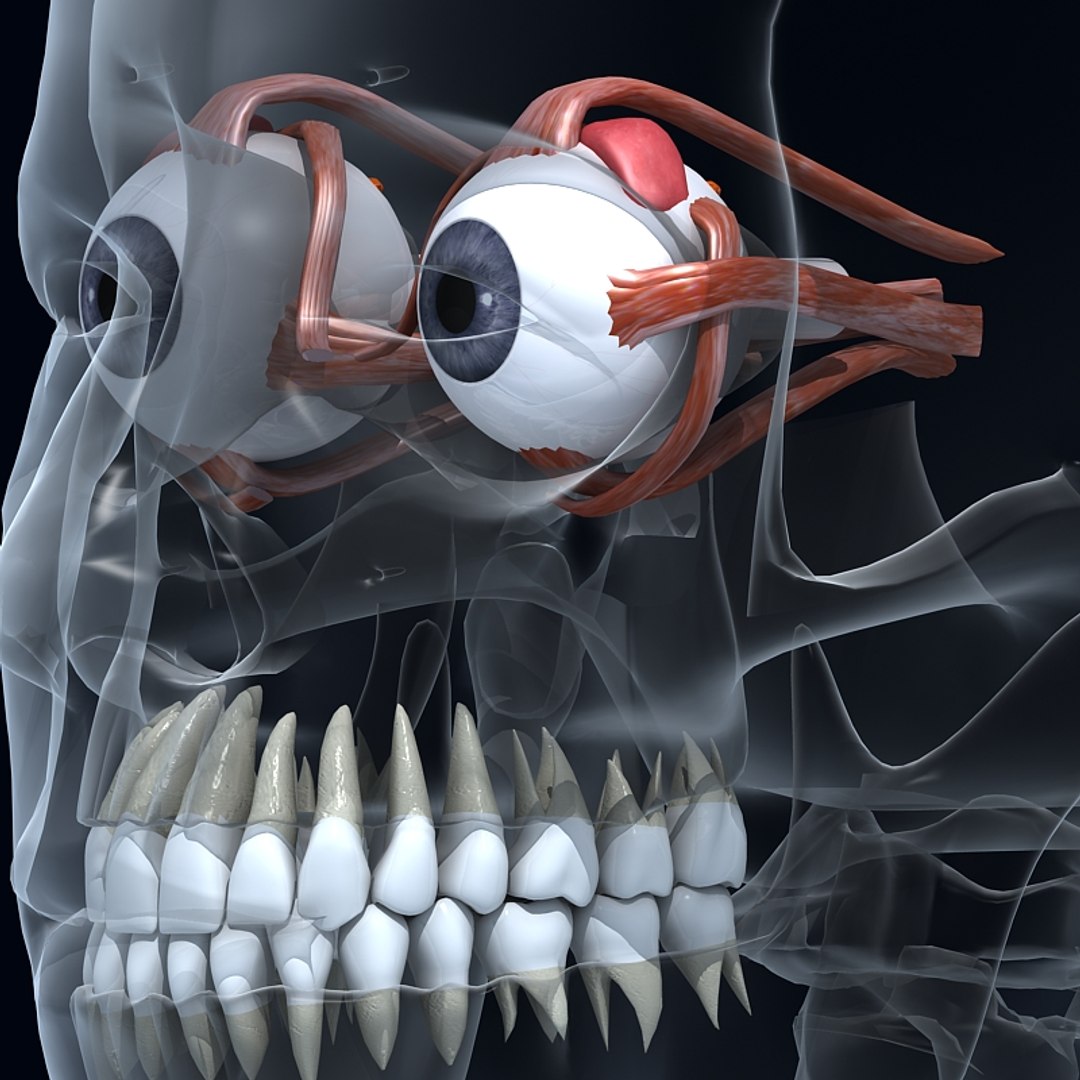 3d Skull Anatomy Model