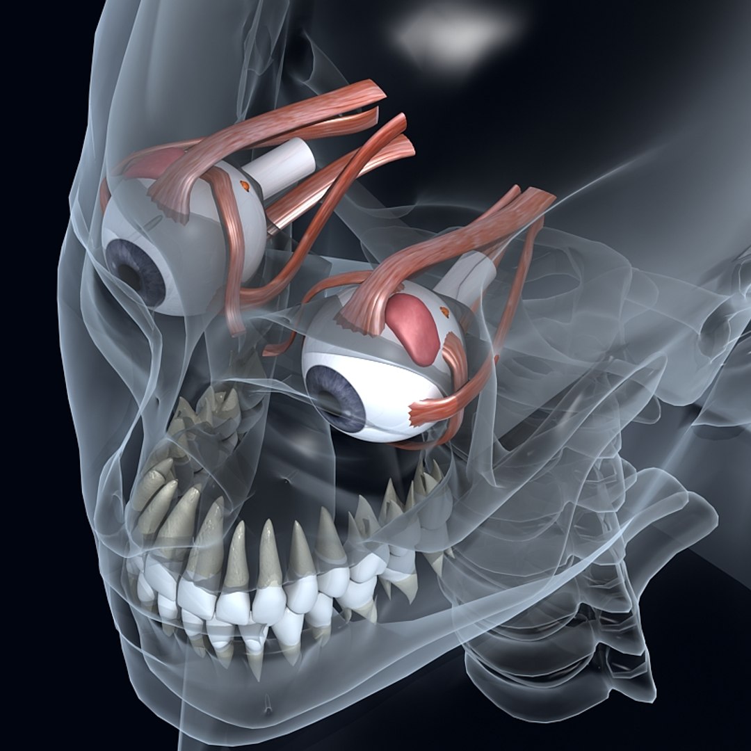 3d Skull Anatomy Model