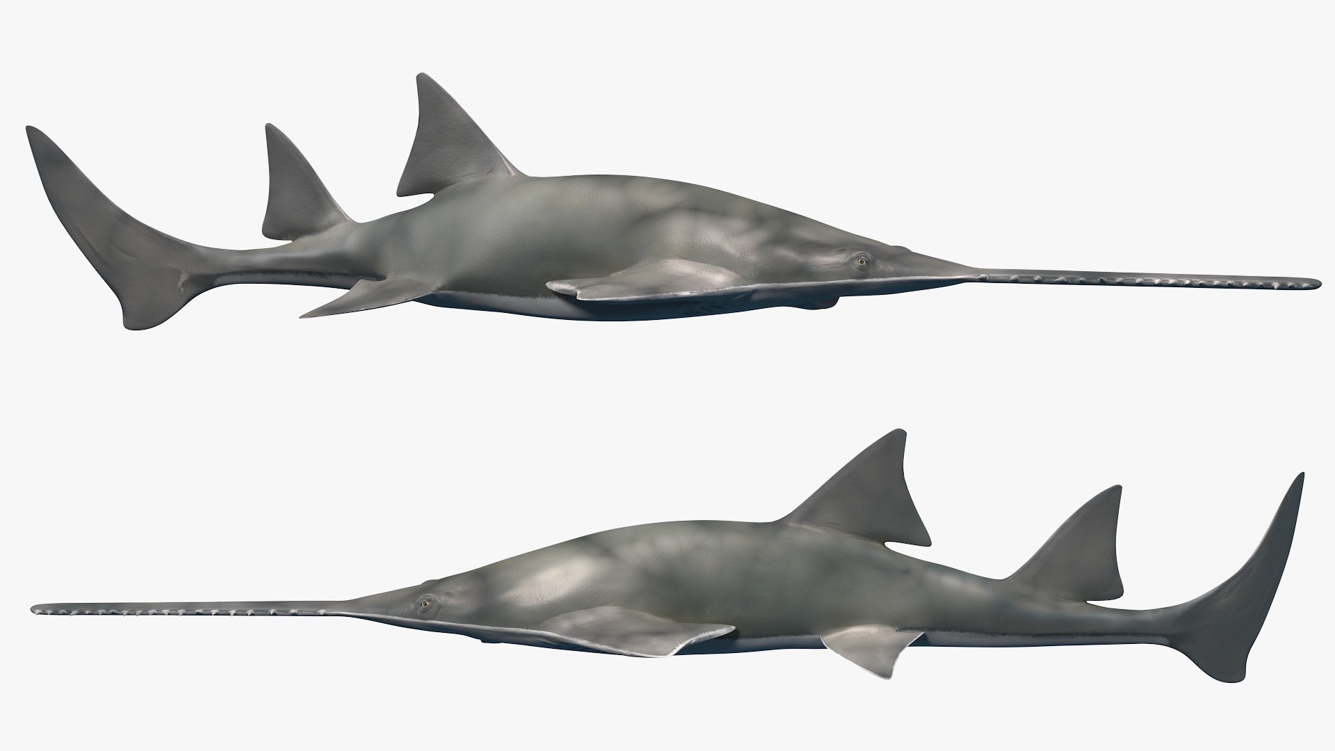 3D sawfish rigged fish - TurboSquid 1580989