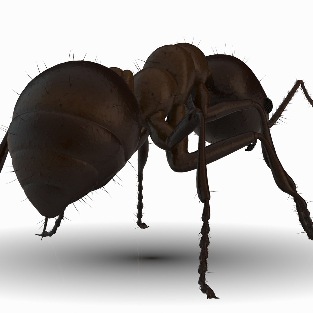 Ant Rig 3d Max