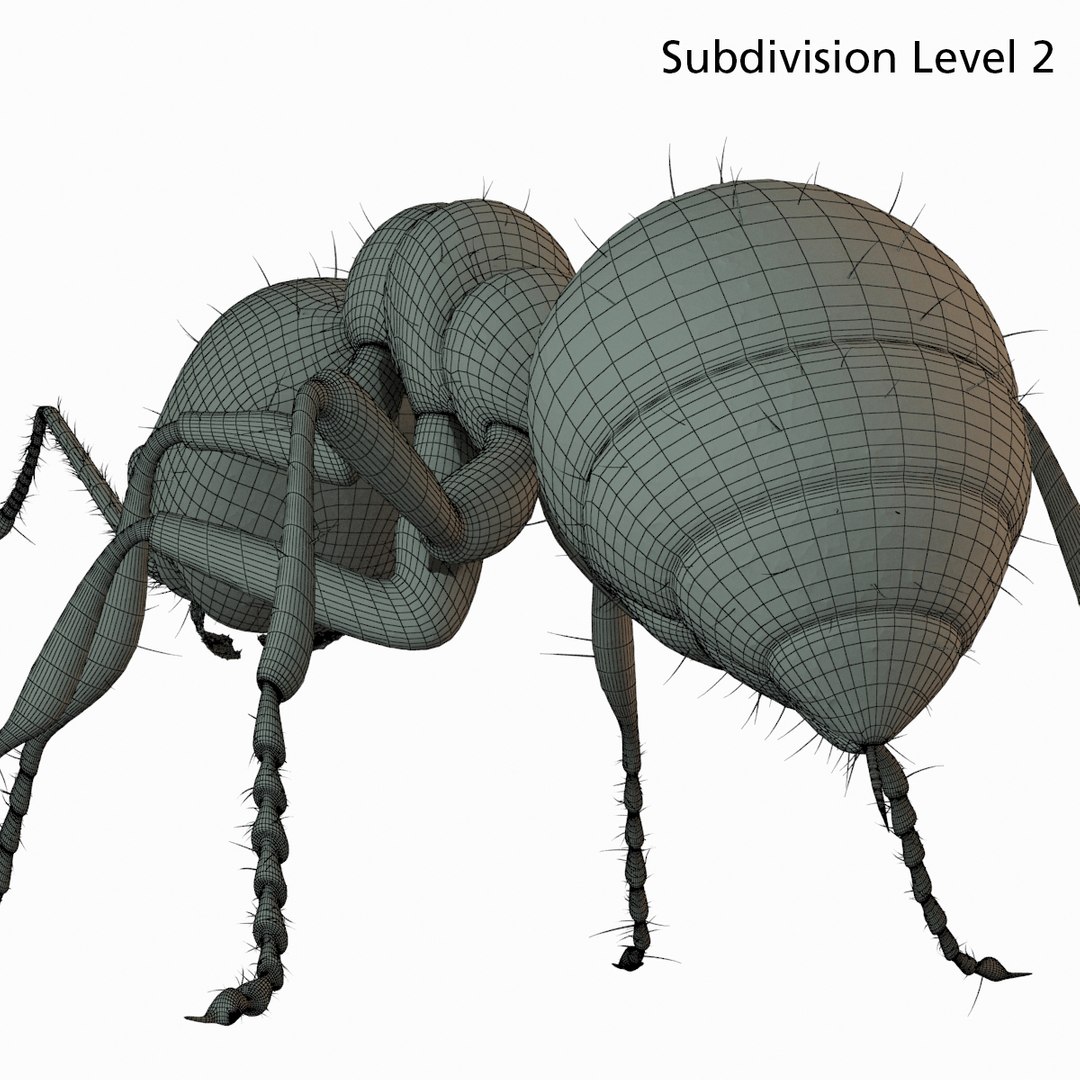 Ant Rig 3d Max