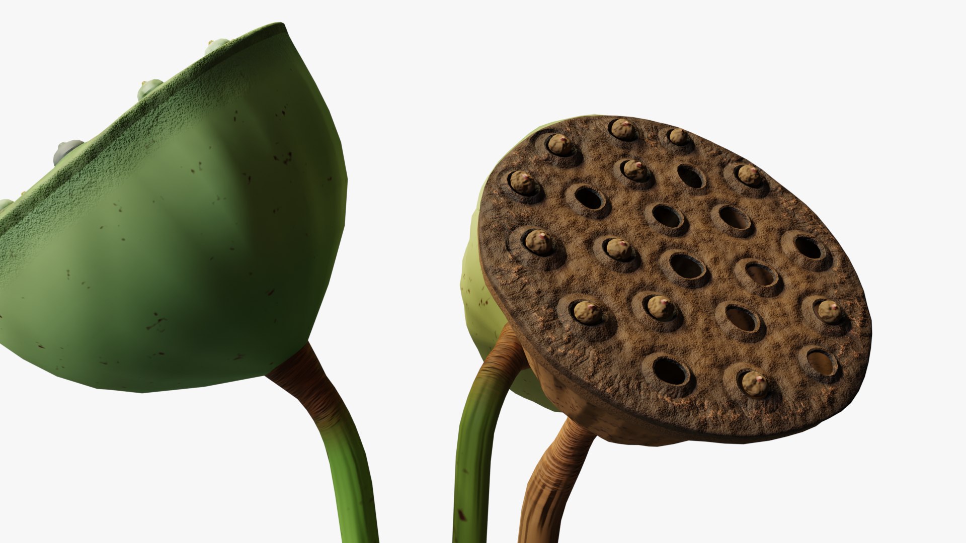 Lotus Seed Pods 3D Model - TurboSquid 2002294