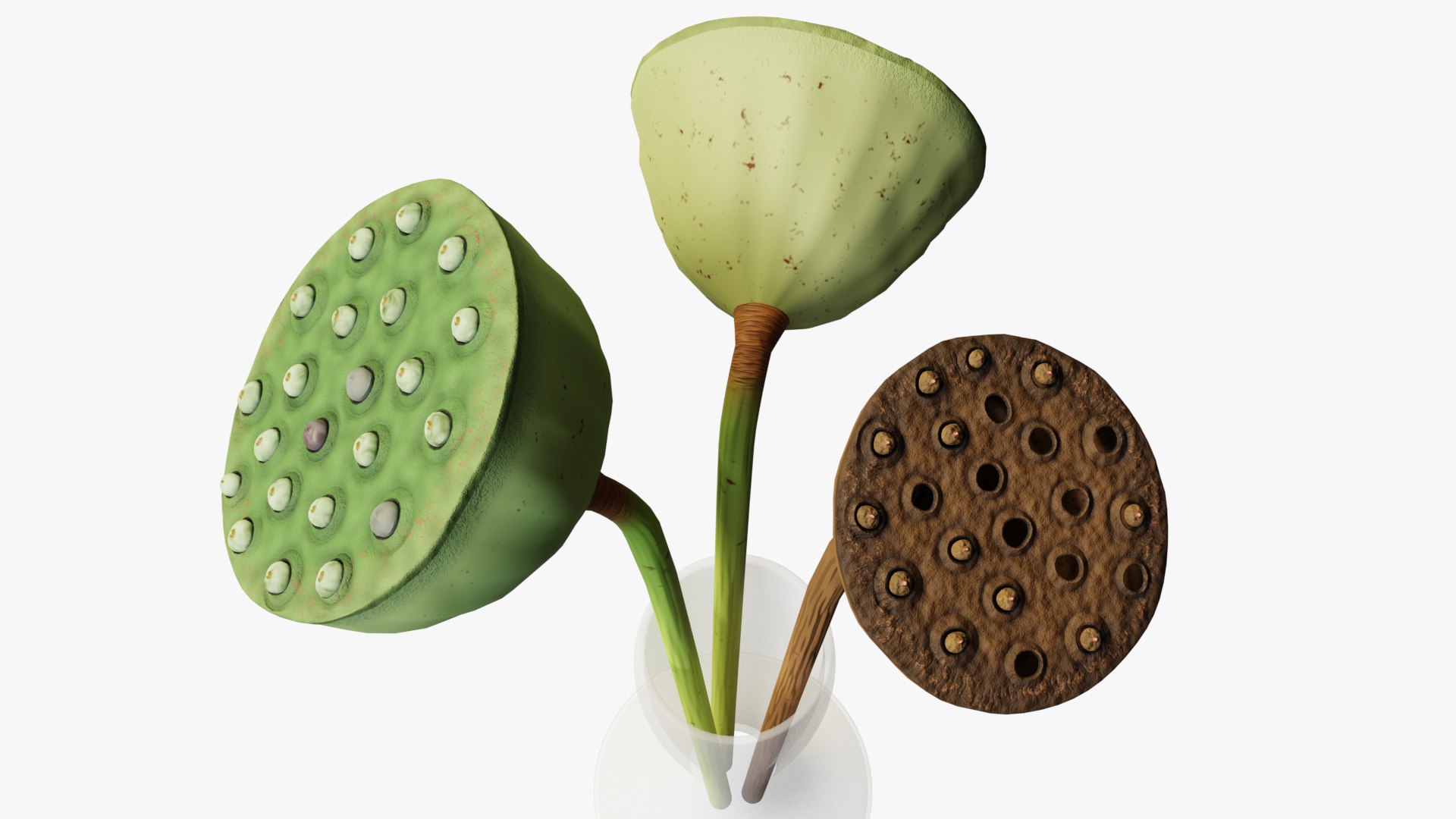 Lotus Seed Pods 3D Model - TurboSquid 2002294