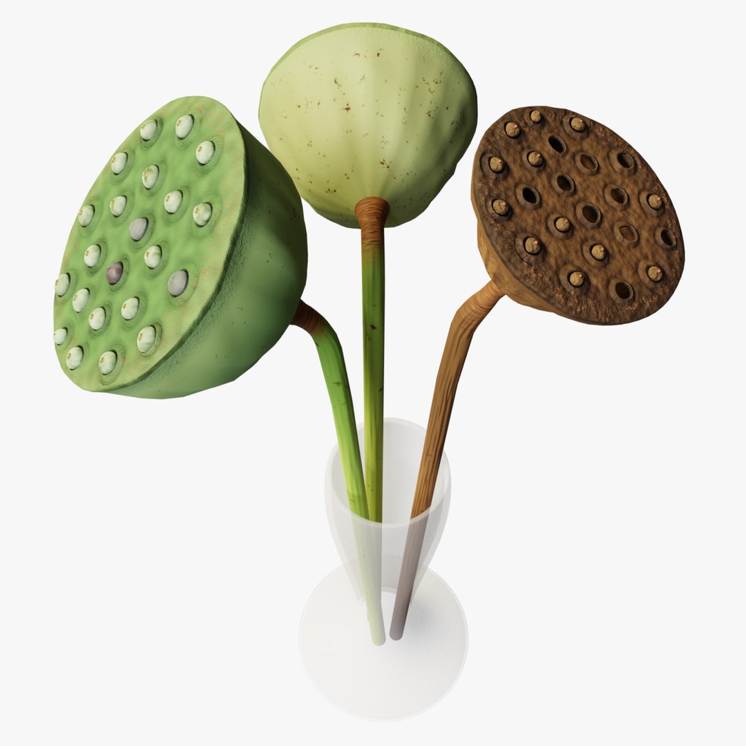 Lotus seed pods 3D model - TurboSquid 2002294