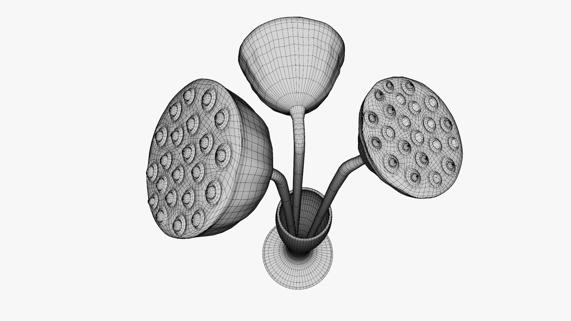 Lotus Seed Pods 3D Model - TurboSquid 2002294
