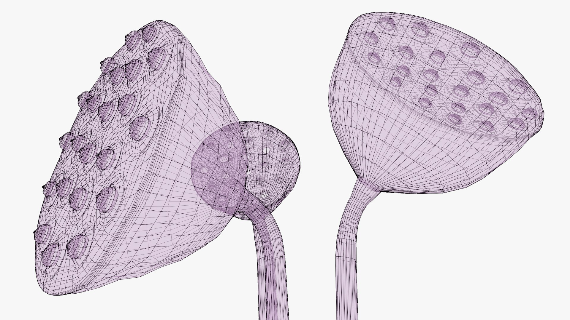 Lotus Seed Pods 3D Model - TurboSquid 2002294