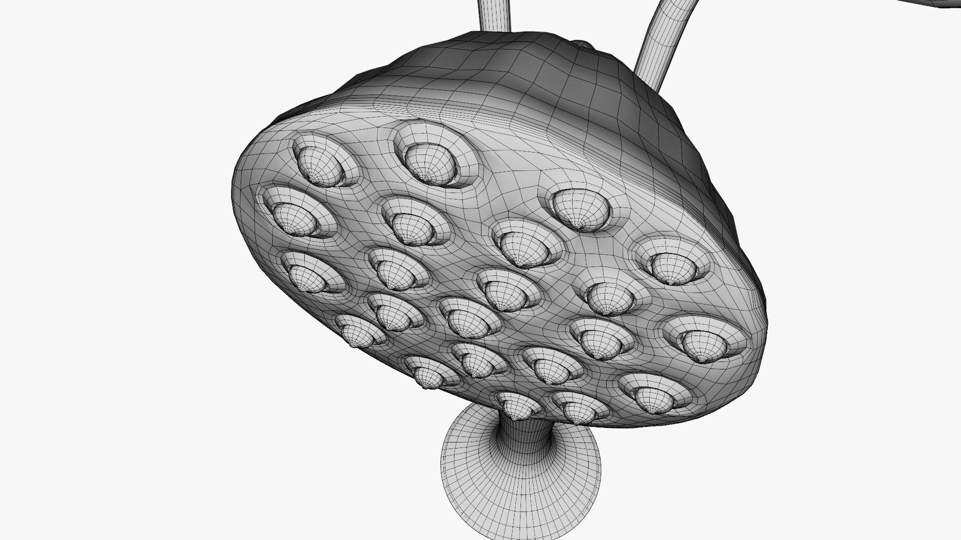 Lotus Seed Pods 3D Model - TurboSquid 2002294