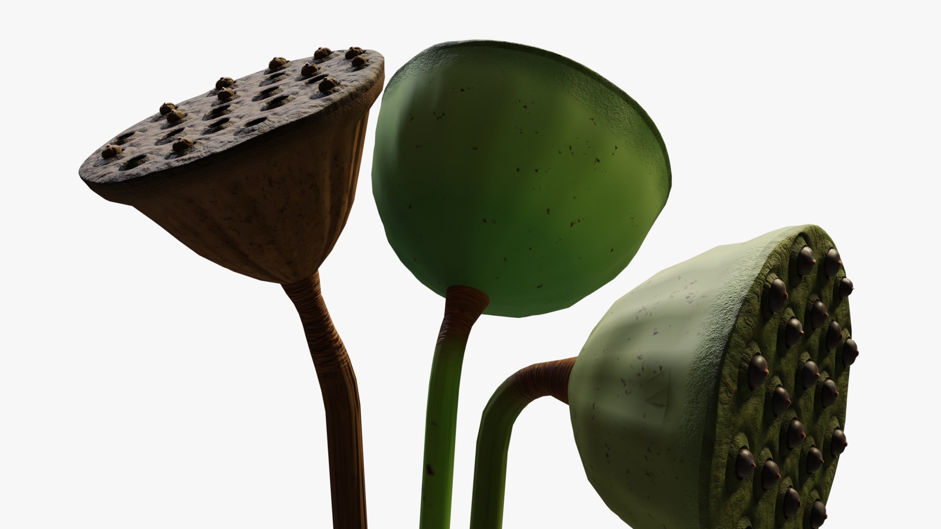 Lotus Seed Pods 3D Model - TurboSquid 2002294