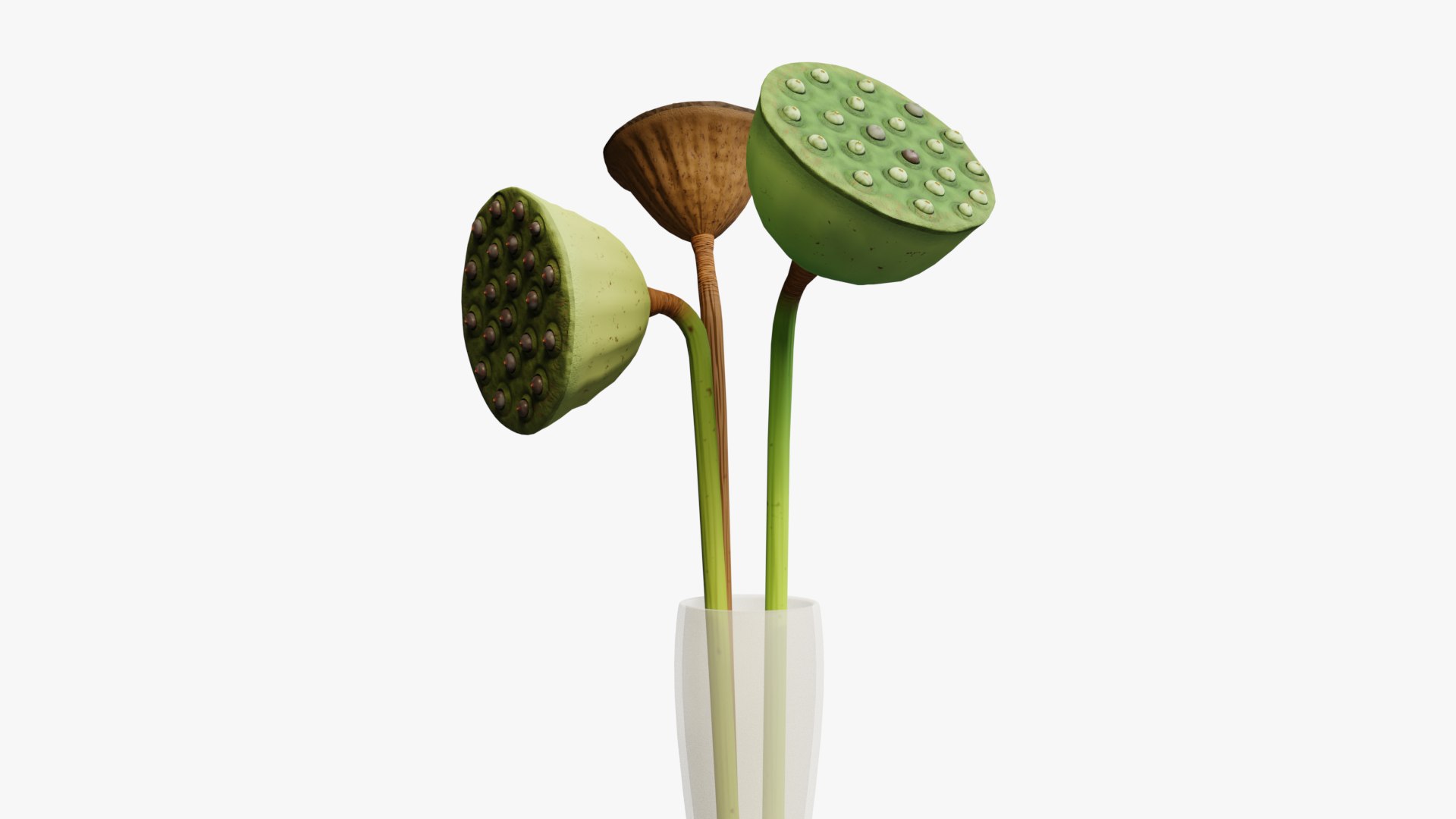 Lotus Seed Pods 3D Model - TurboSquid 2002294