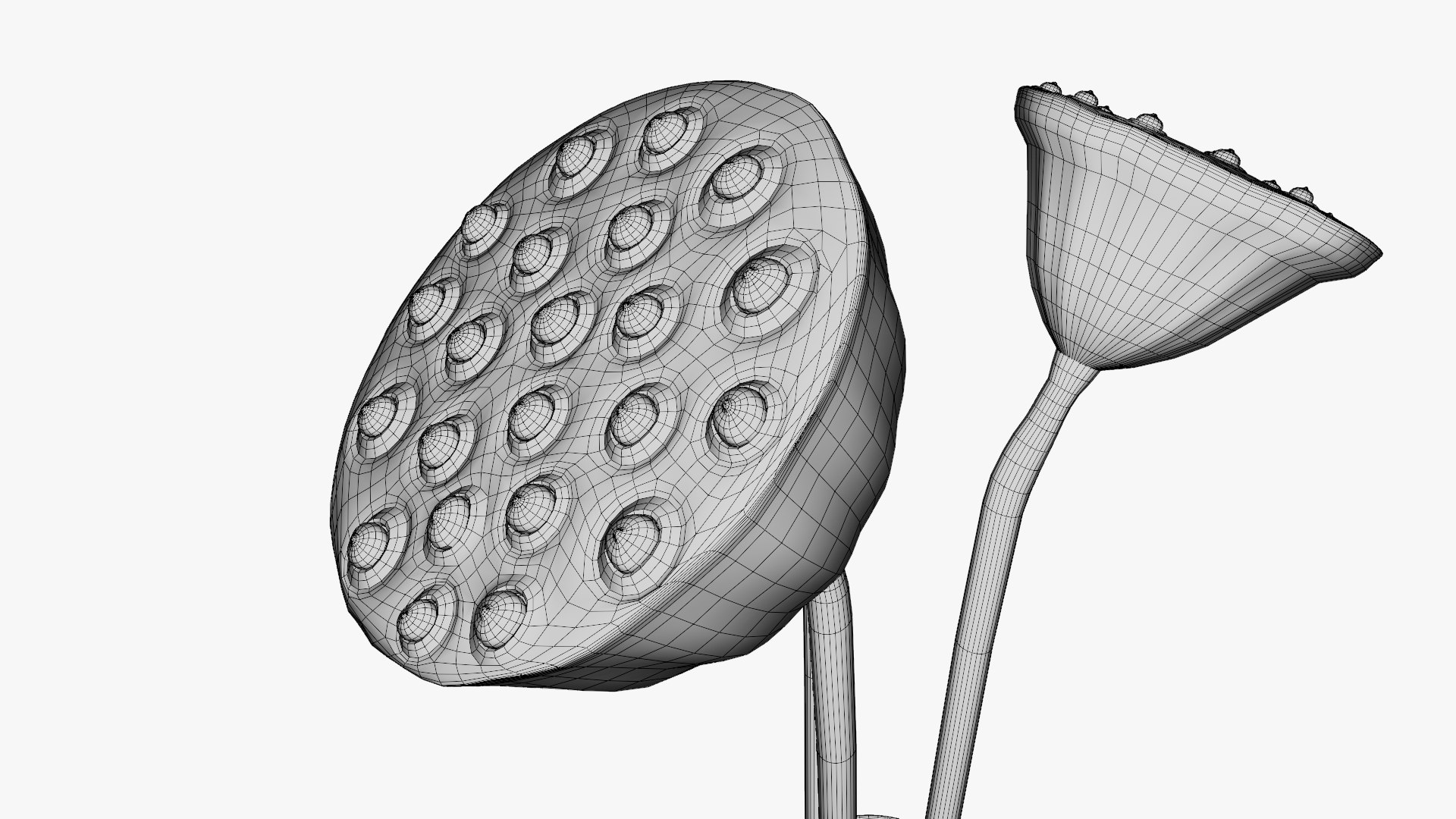 Lotus Seed Pods 3D Model - TurboSquid 2002294