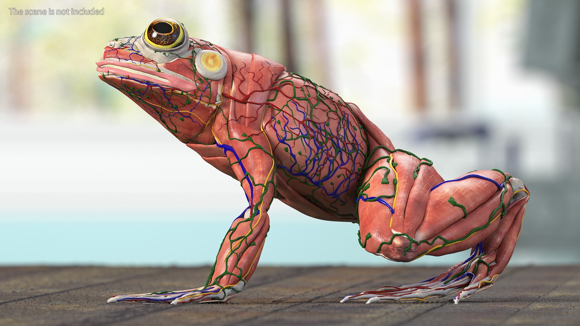 Frog Anatomy Left Side Transparent 3D model - TurboSquid 1808600