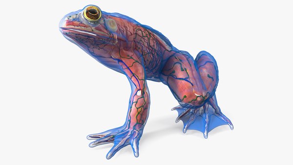 Frog Anatomy Left Side Transparent 3D model - TurboSquid 1808600