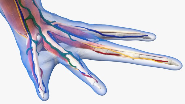 Frog Anatomy Left Side Transparent 3D model - TurboSquid 1808600