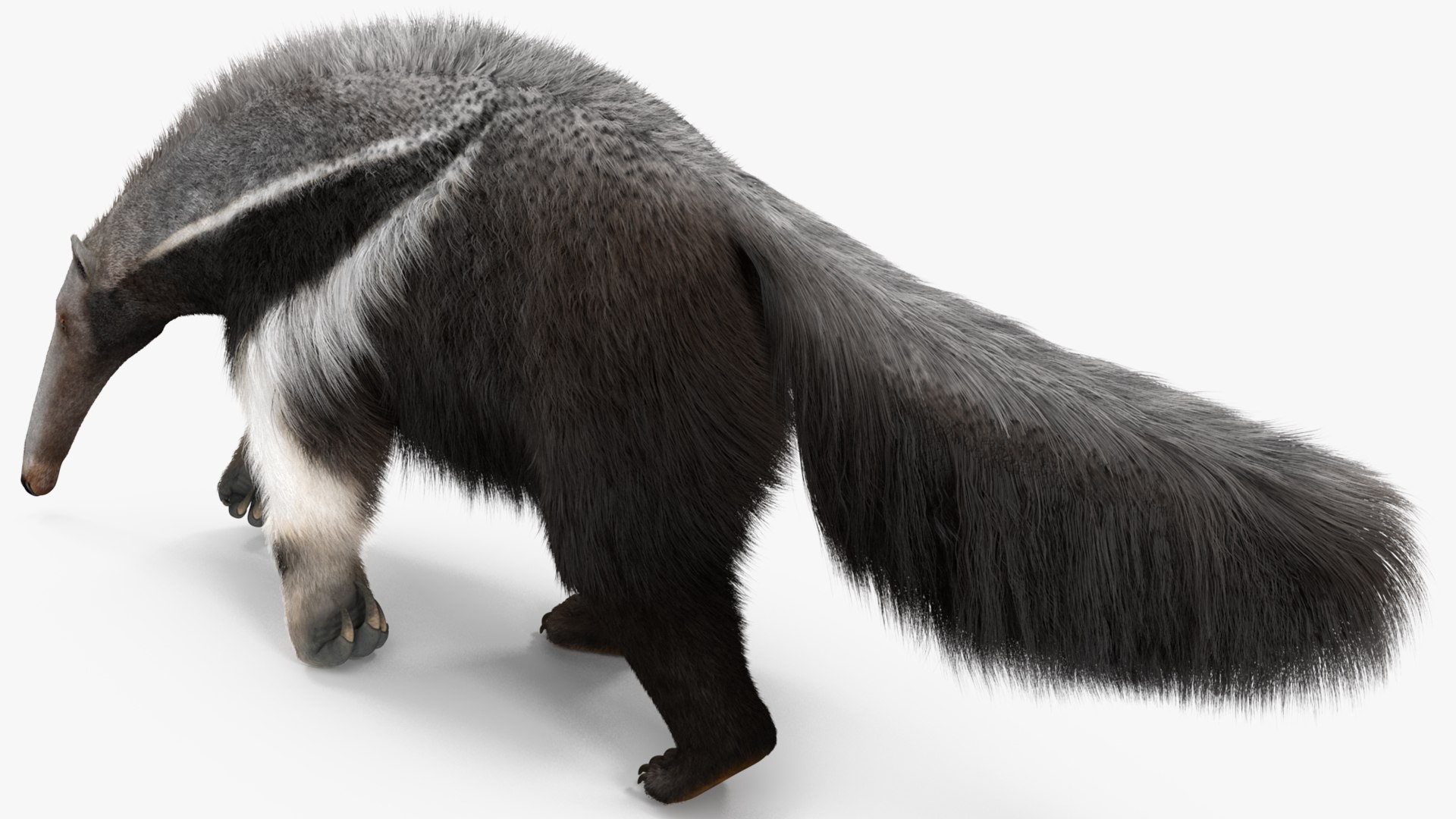 3D model Anteater Rigged Fur - TurboSquid 1839223