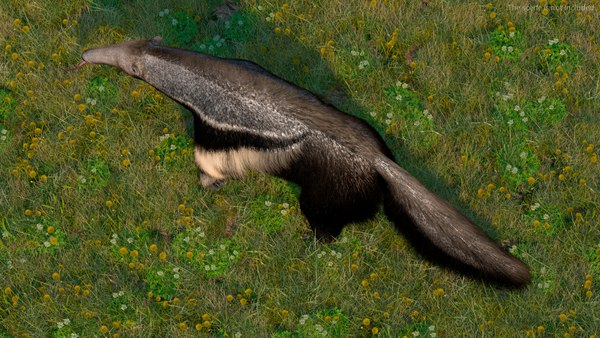 3D model Anteater Rigged Fur - TurboSquid 1839223