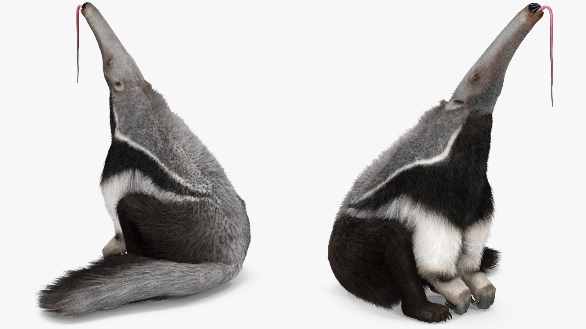 3D model Anteater Rigged Fur - TurboSquid 1839223