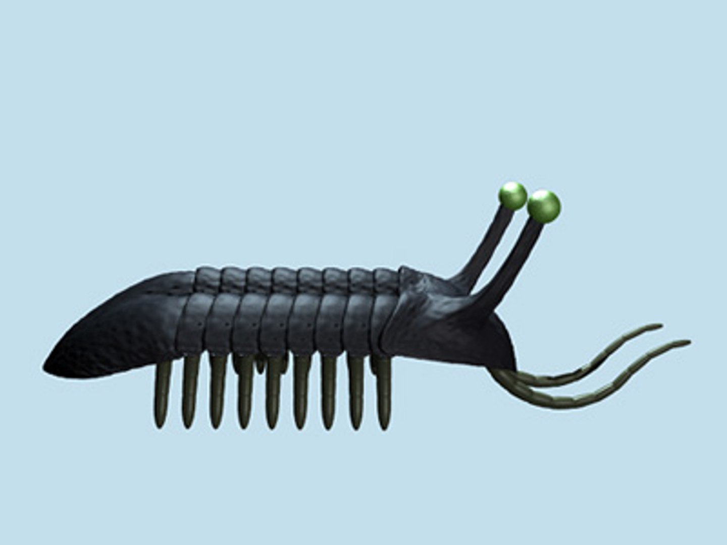 3d Trilobite