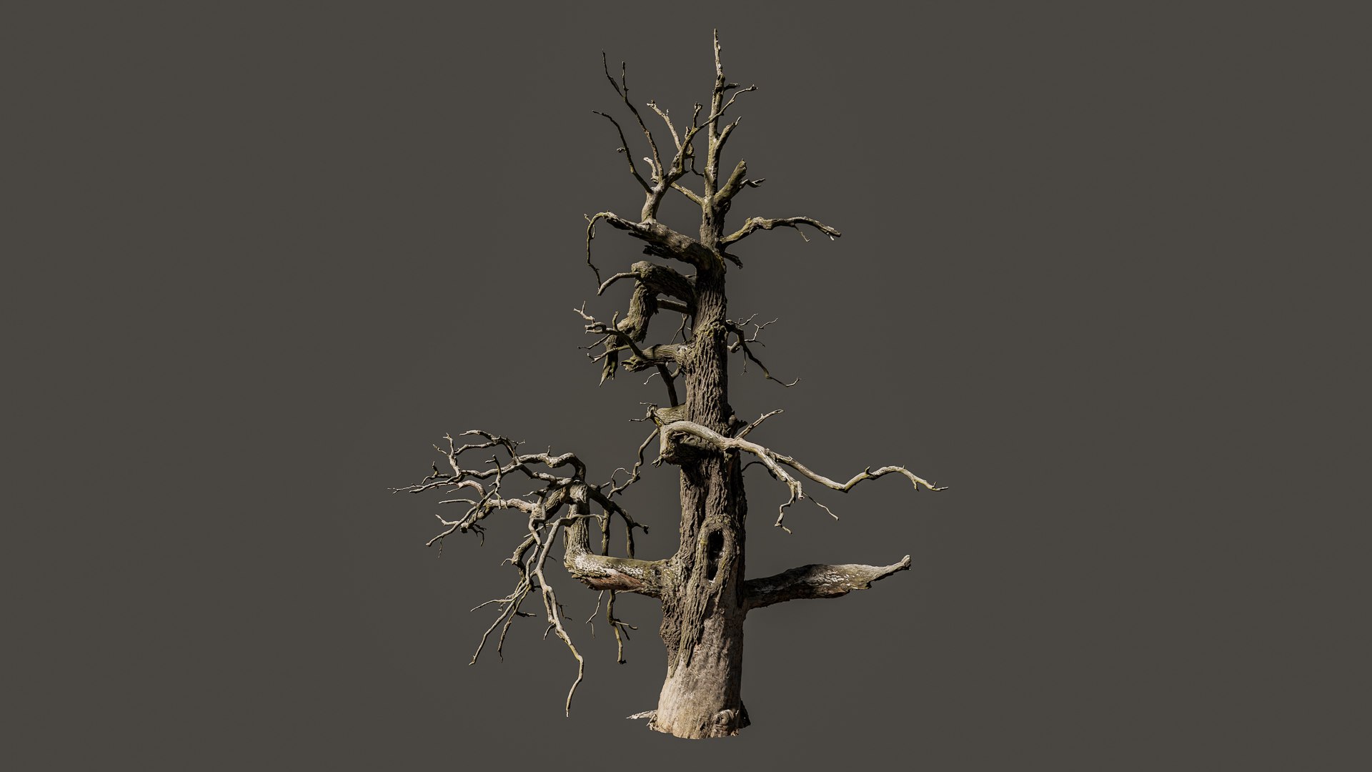 600-year-old Dead Oak - ENT 05 3D Model - TurboSquid 2338735
