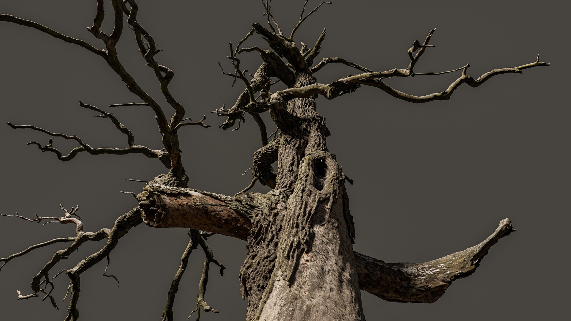 600-year-old Dead Oak - ENT 05 3D Model - TurboSquid 2338735