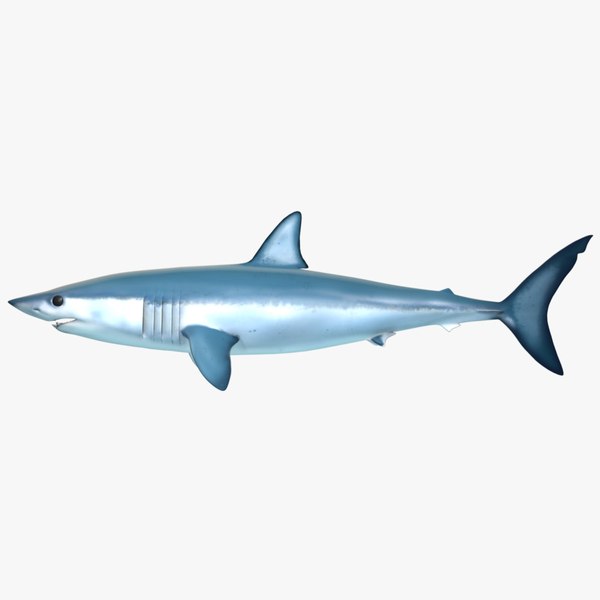 Mako Shark 3D Models for Download | TurboSquid