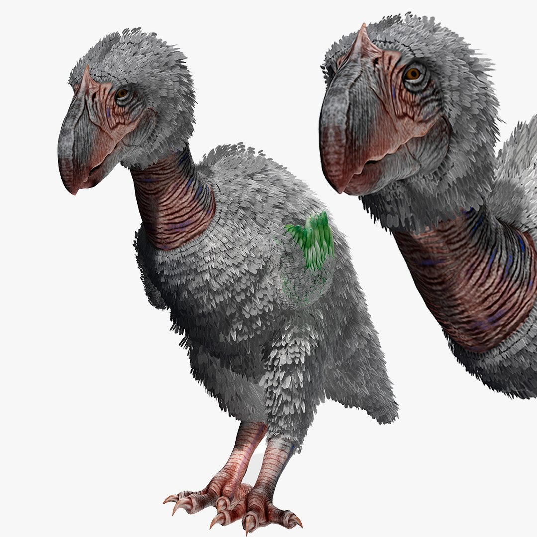 DINOSAUR TERROR BIRD 3D model - TurboSquid 2156354