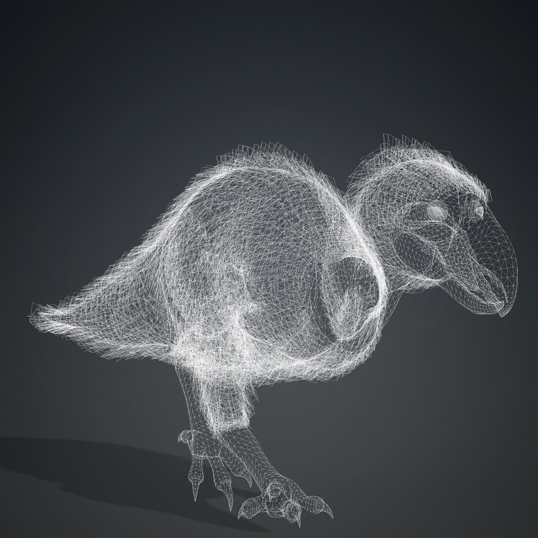 DINOSAUR TERROR BIRD 3D model - TurboSquid 2156354