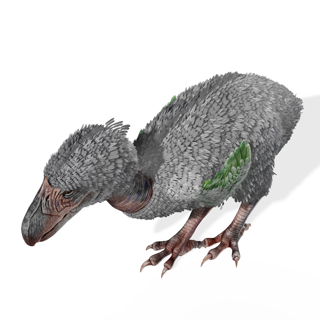 DINOSAUR TERROR BIRD 3D model - TurboSquid 2156354