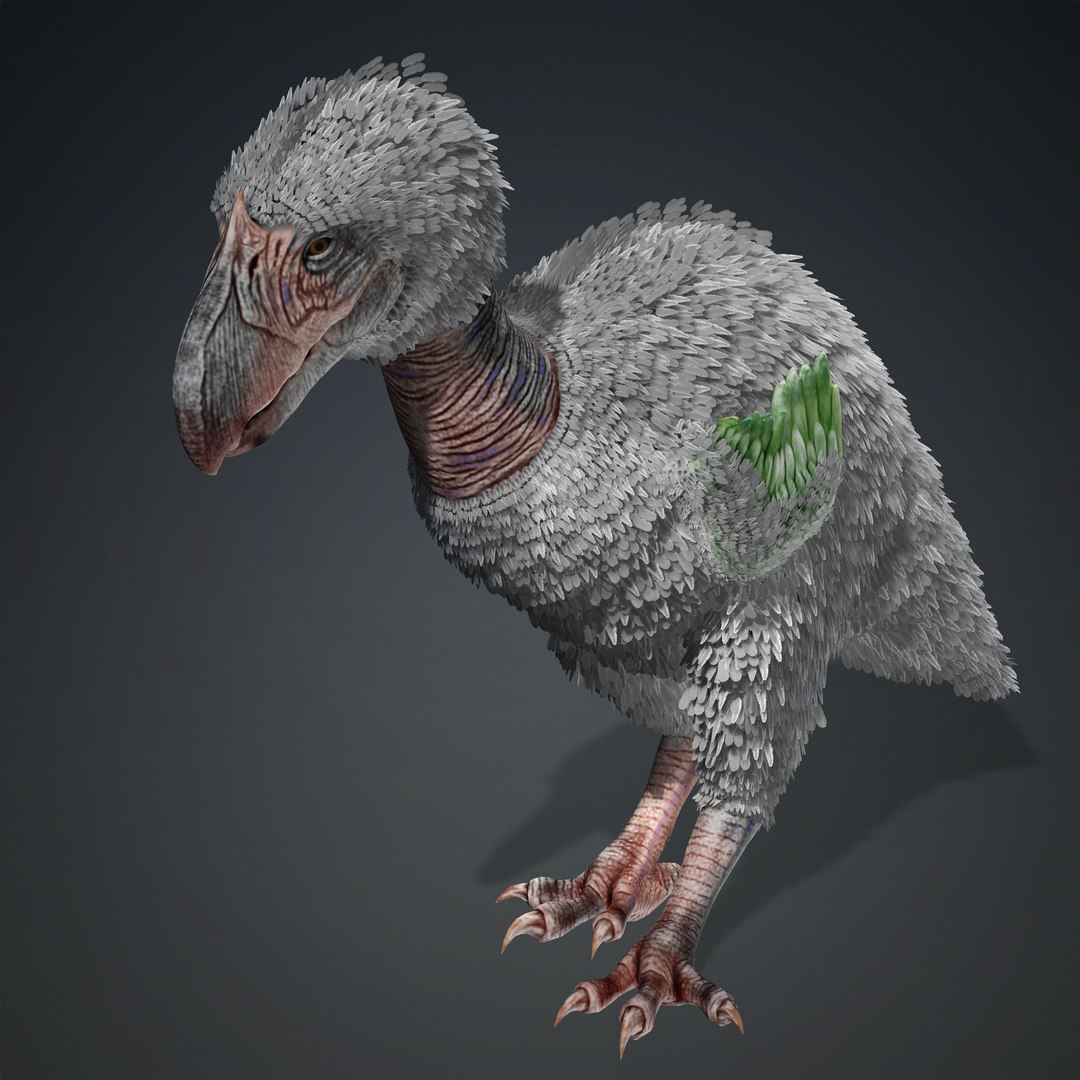 DINOSAUR TERROR BIRD 3D model - TurboSquid 2156354