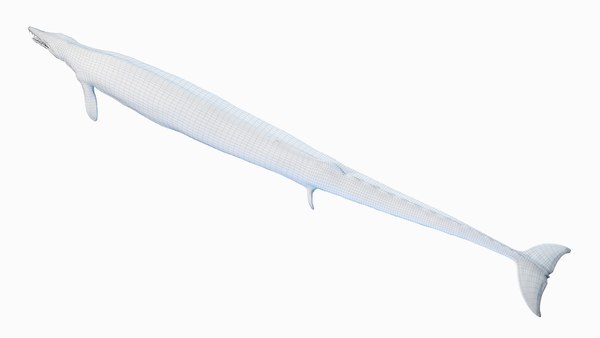 Basilosaurus Animated 3D - TurboSquid 1738655