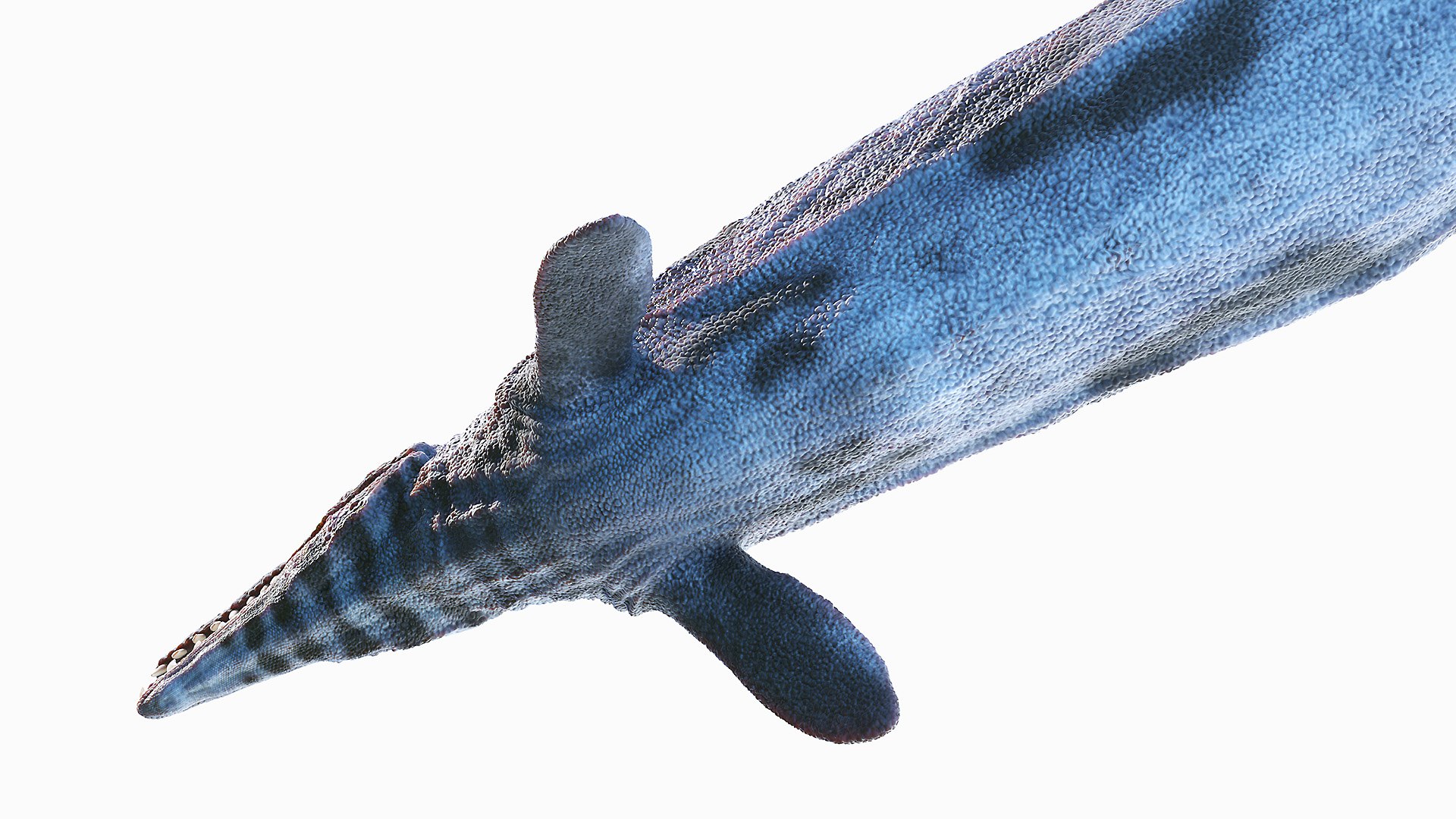 Basilosaurus Animated 3D - TurboSquid 1738655