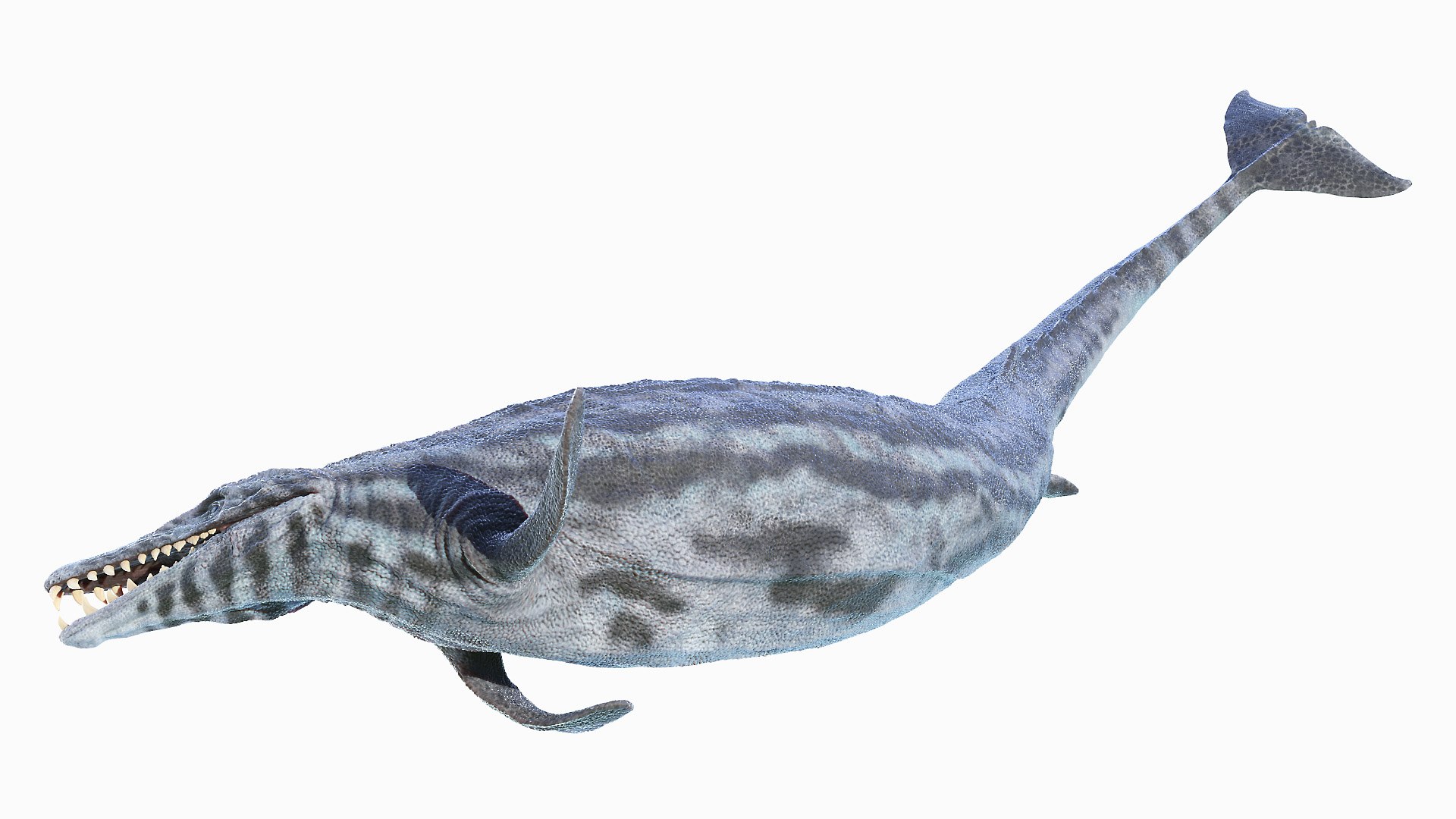 Basilosaurus Animated 3D - TurboSquid 1738655