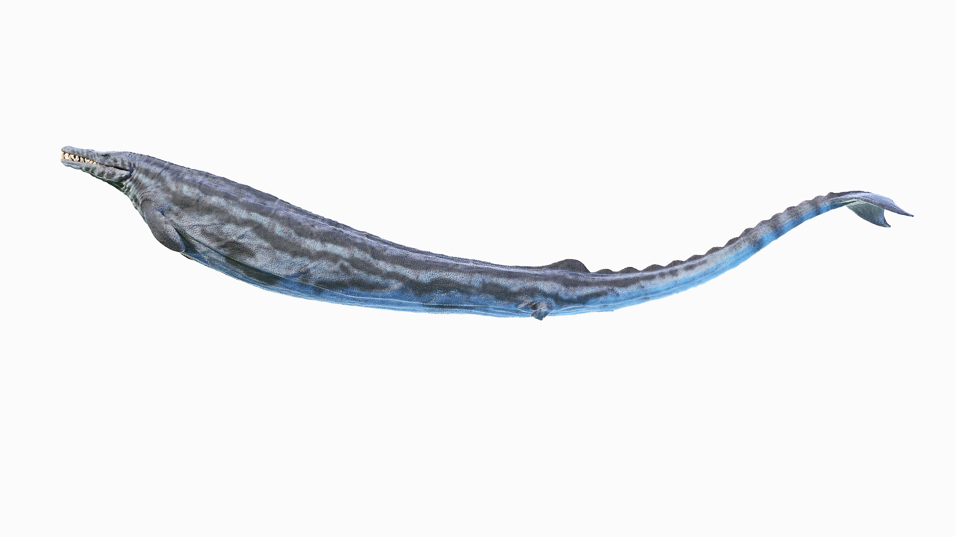 Basilosaurus Animated 3D - TurboSquid 1738655
